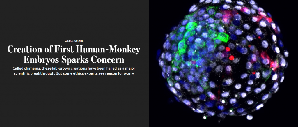 Creation of First Human-Monkey Embryos Sparks Concern - Bathtub Bulletin